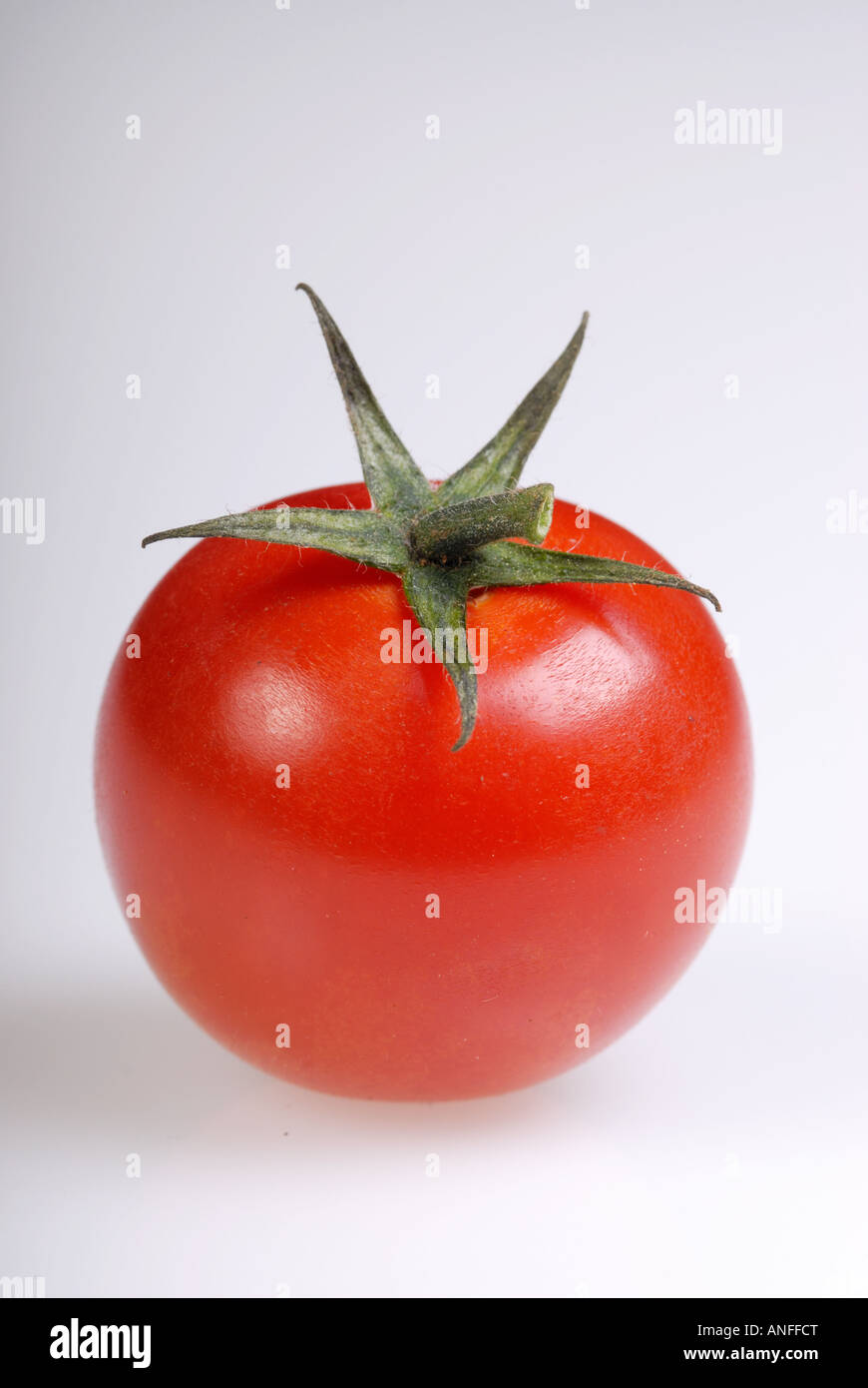 A single hydroponic tomato Stock Photo - Alamy
