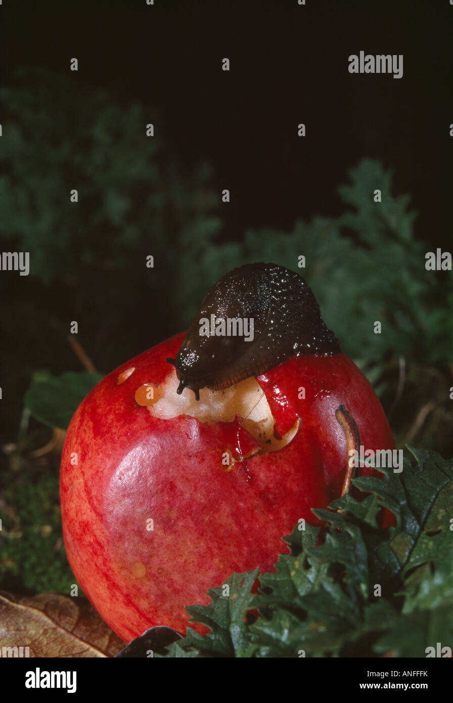slug on apple during night Stock Photo - Alamy