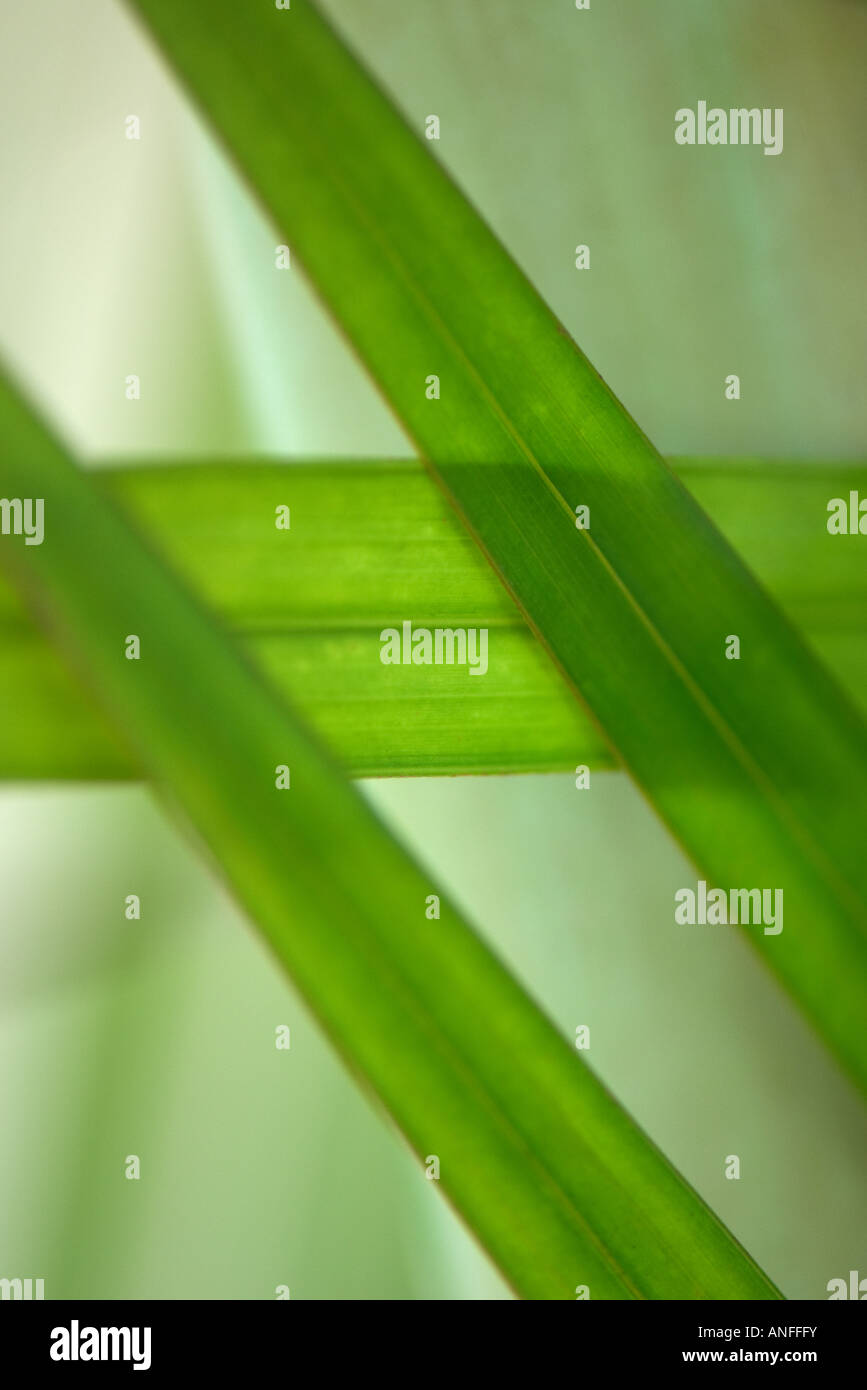 Focused close up shot persons hi-res stock photography and images - Alamy