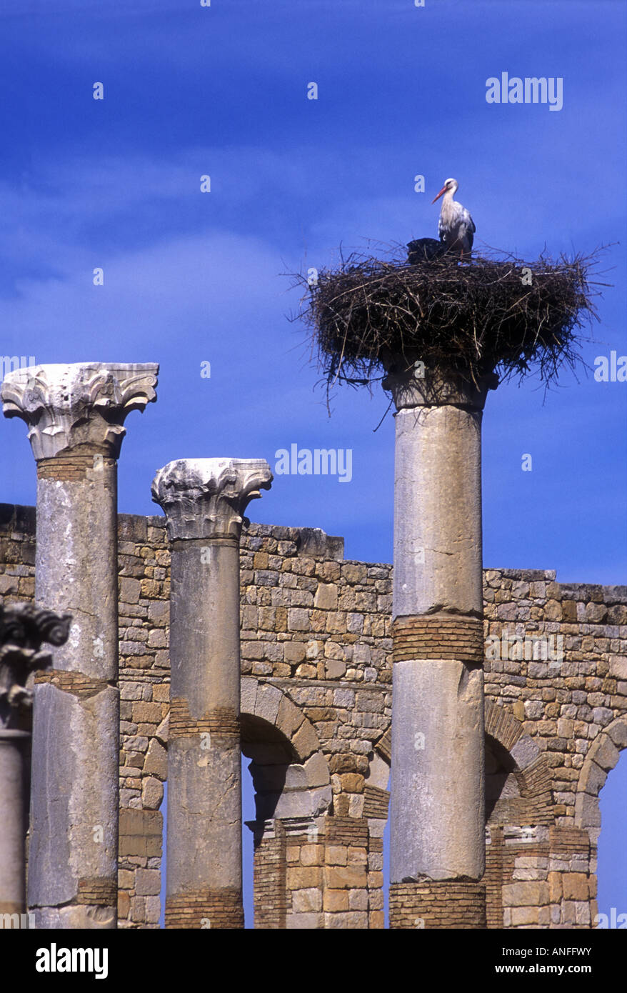 European White Stork nesting on top of a pillar in Roman ruins at ...
