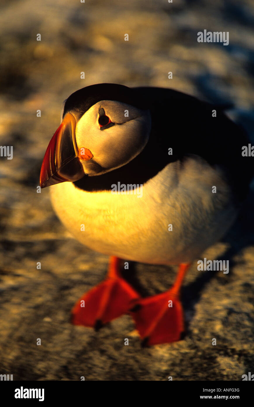 Puffin Hunters High Resolution Stock Photography and Images - Alamy