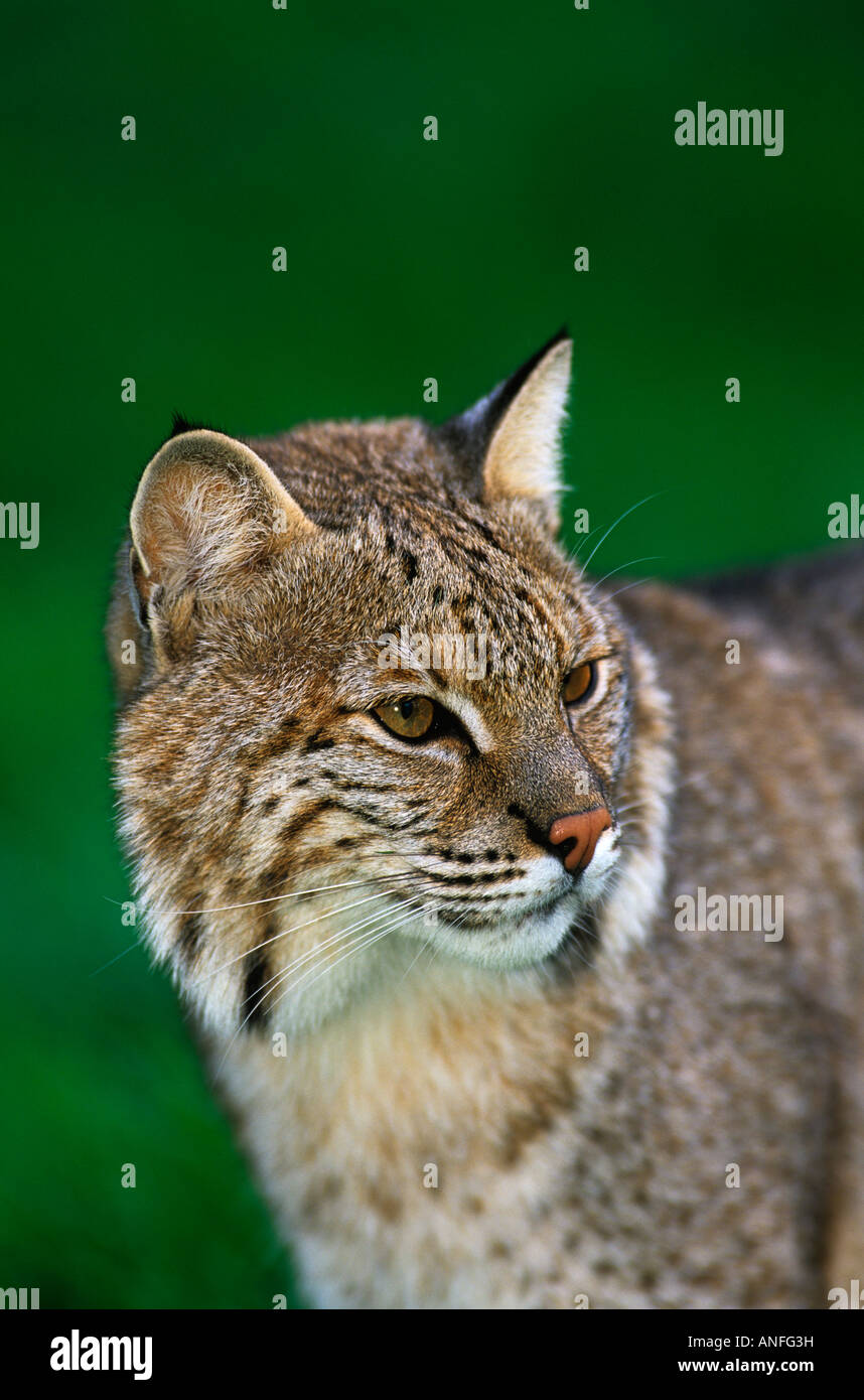 Canada hunters hi-res stock photography and images - Alamy