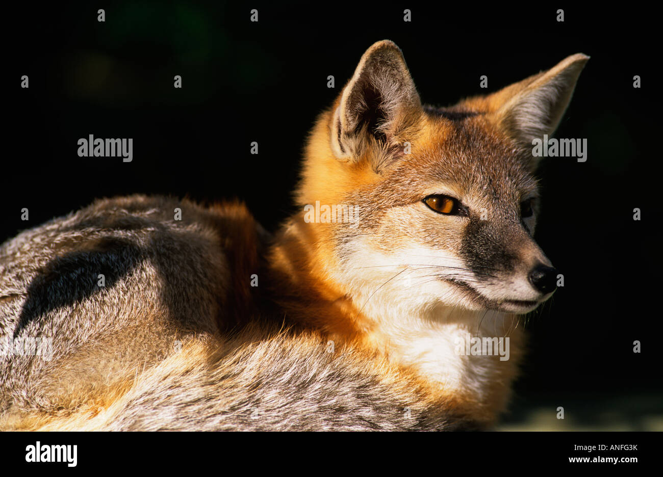 portrait of a Swift Fox (Vulpes velox), canada Stock Photo - Alamy