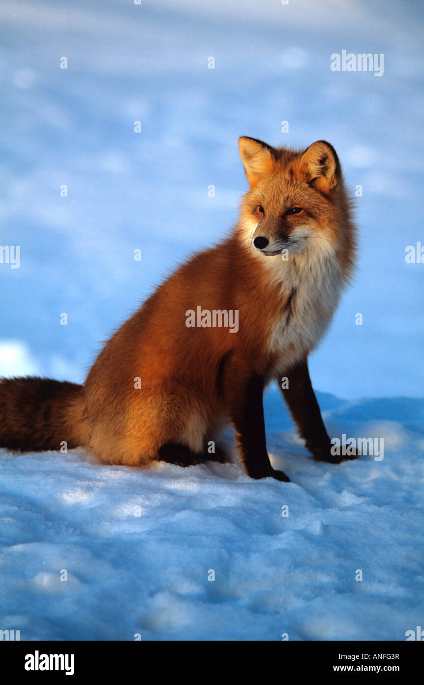 (Vulpes vulpes) Red Fox, canada Stock Photo - Alamy