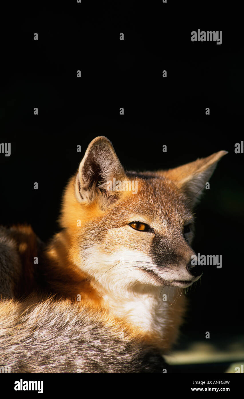 portrait of a Swift Fox (Vulpes velox), canada Stock Photo - Alamy