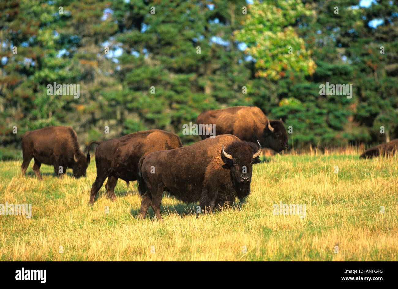 Bison (Bison bison), canada Stock Photo - Alamy