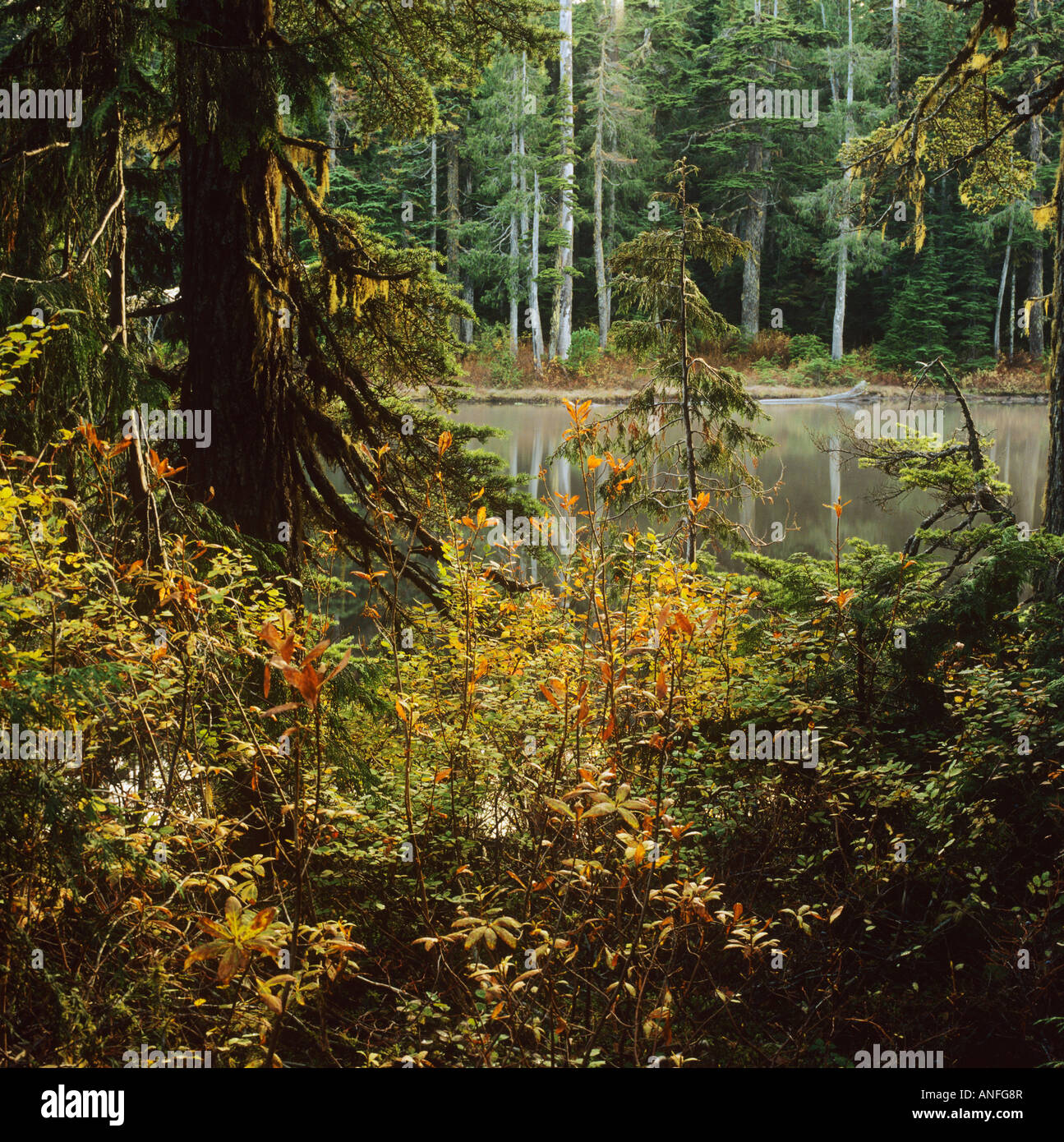 Fall colors spectacle lake, caren range, Sechelt Peninsula, British ...