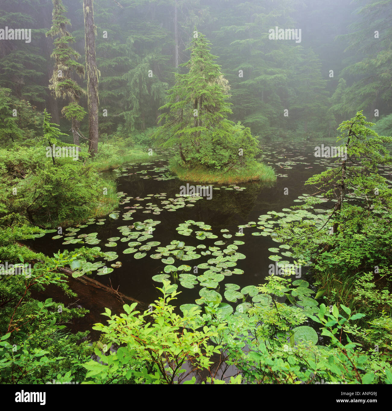 An ancient bog in the Caren Range of British Columbia, Canada Stock ...