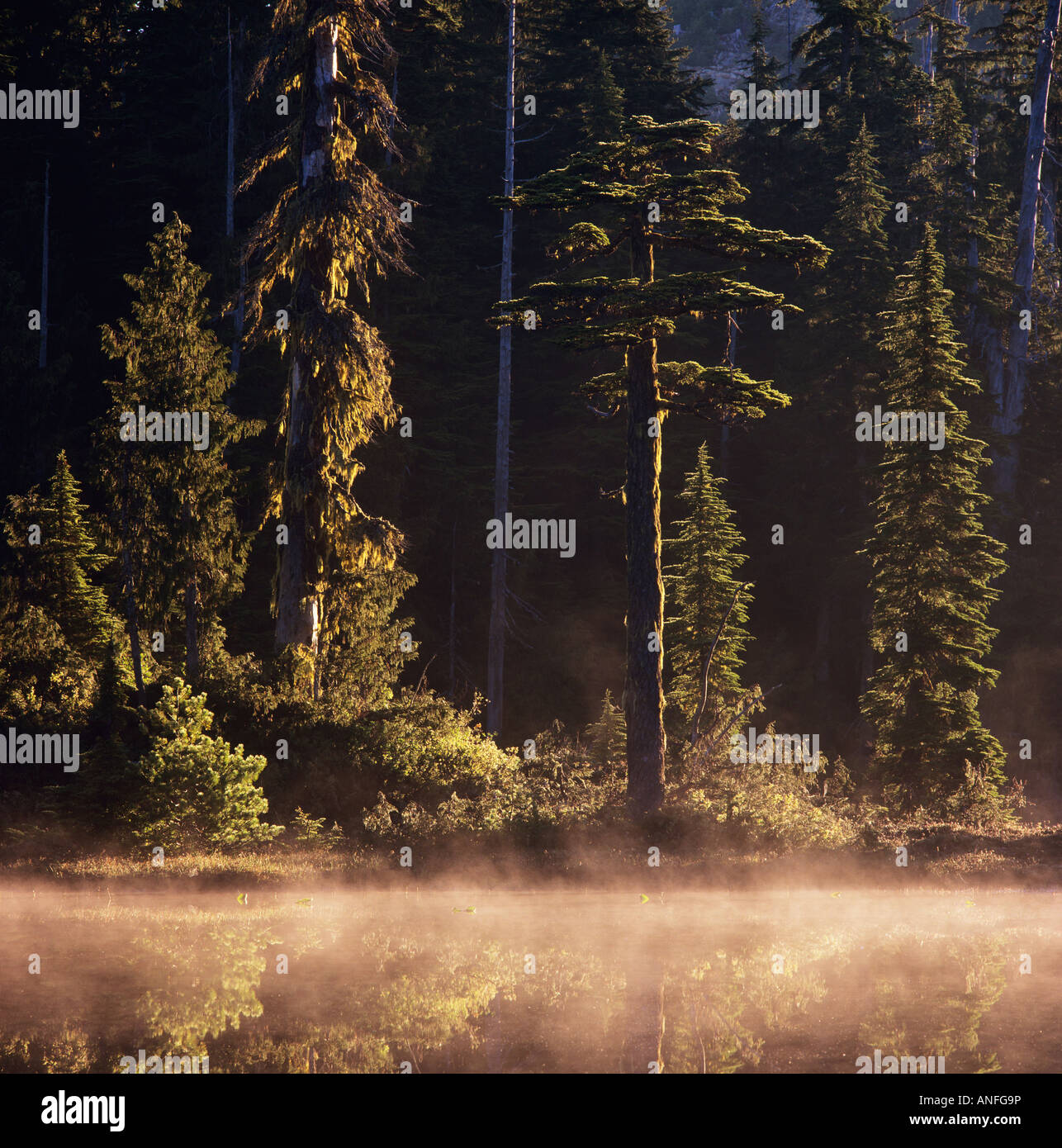 Morning mist on spectacle lake, Caren Range, Sechelt Peninsula, British ...