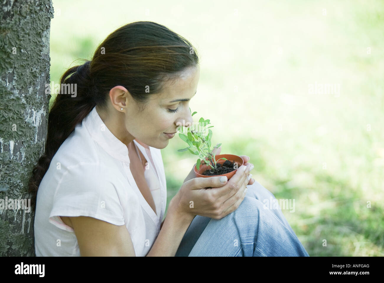 Sage pot outdoors hi-res stock photography and images - Alamy