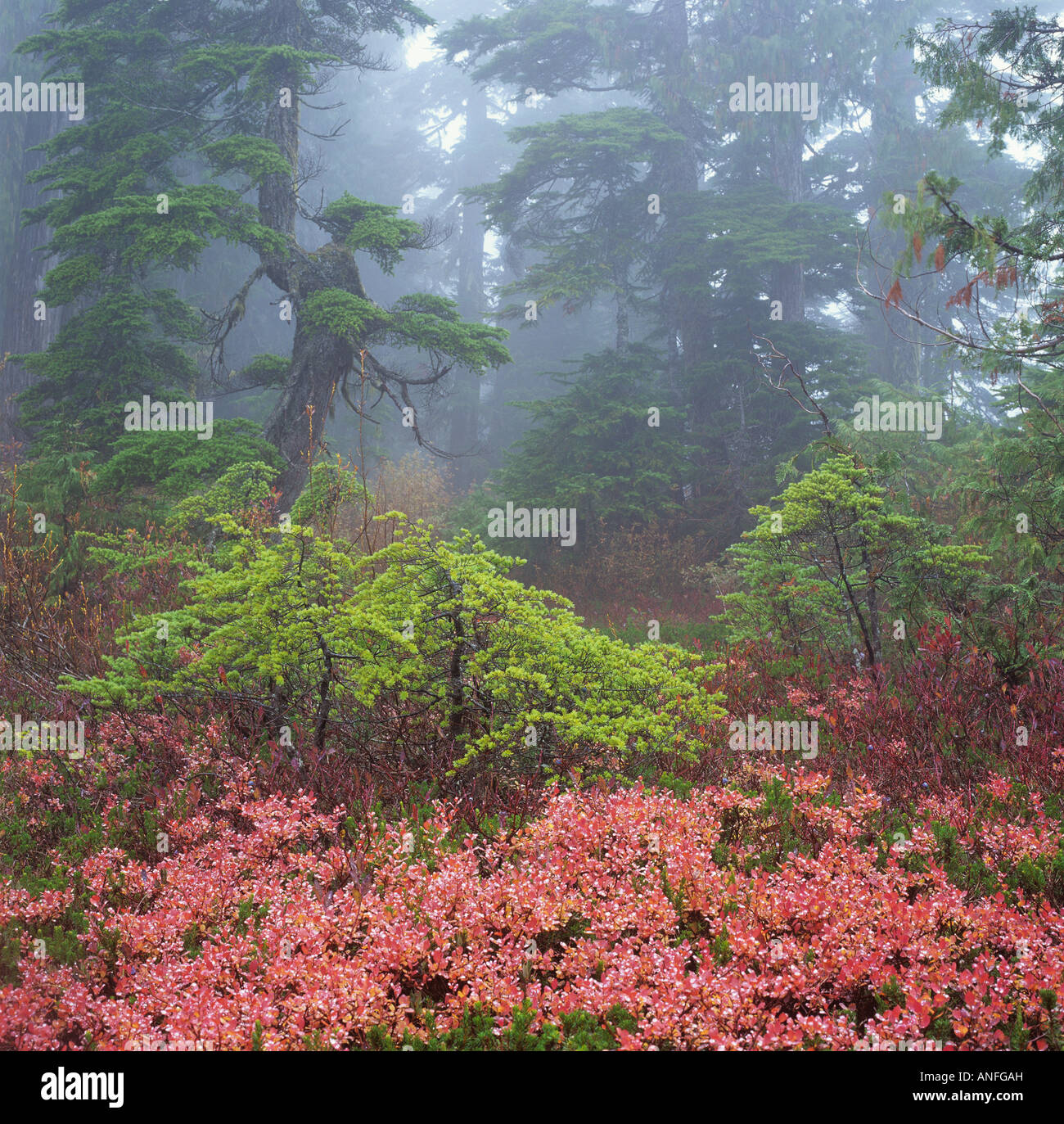 Fall colors in old growth forest, caren range, sunshine coast, british ...