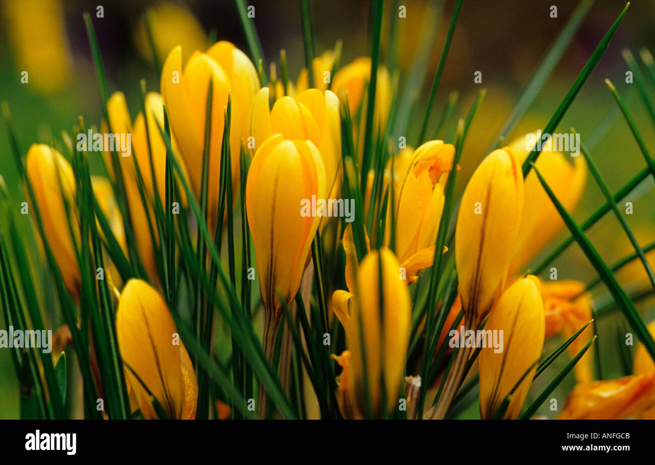 Yellow crocus hi-res stock photography and images - Alamy