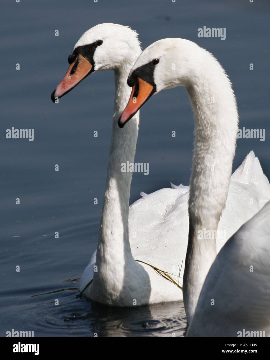 Swans legs hi-res stock photography and images - Alamy