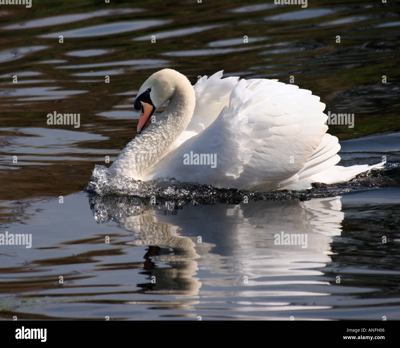 Aggressive swan on River Lee London England Stock Photo - Alamy