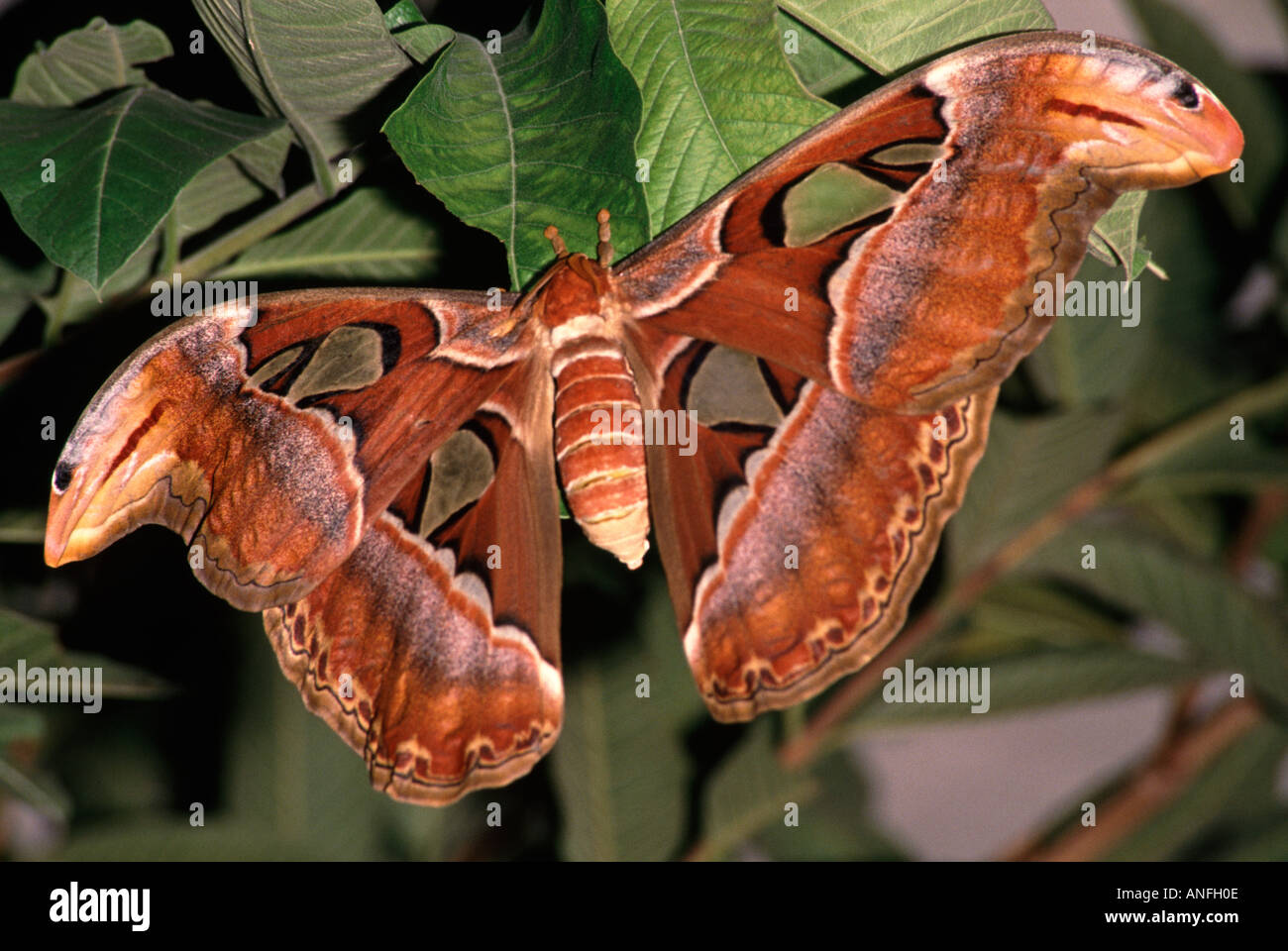 Giant Atlas Moth Stock Photo - Alamy