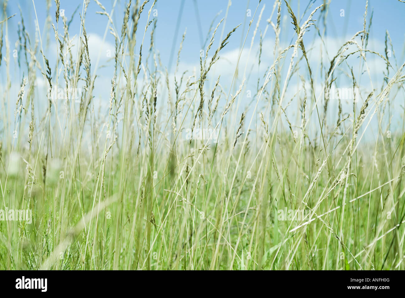 Field of long grass Stock Photo - Alamy