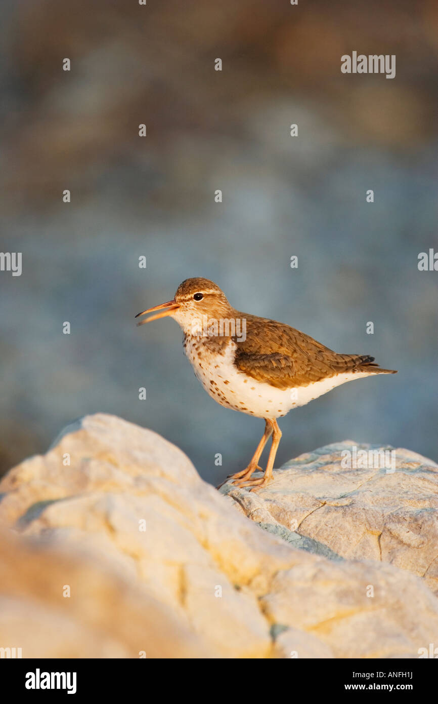 Adult spotted sandpiper hi-res stock photography and images - Alamy