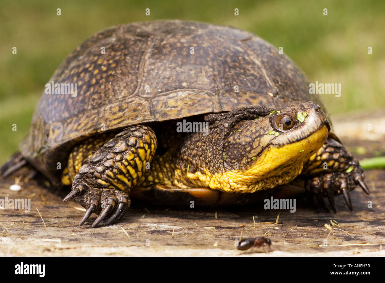 Blanding's Turtle (Emydoidea blandingii) (Endangered - Nova Scotia ...
