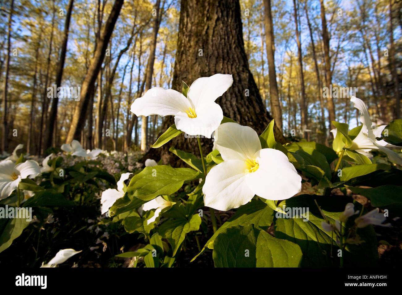 Flowering white trilliums hi-res stock photography and images - Alamy