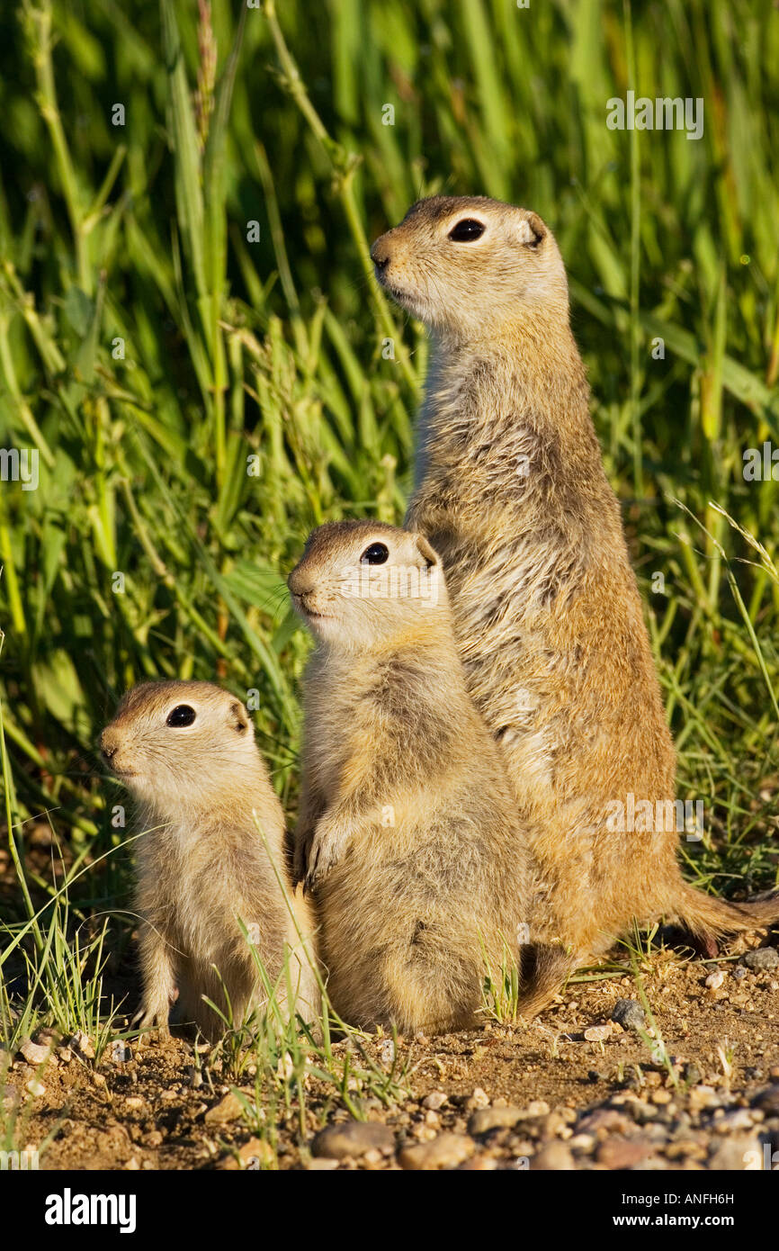 Morse saskatchewan hi-res stock photography and images - Alamy