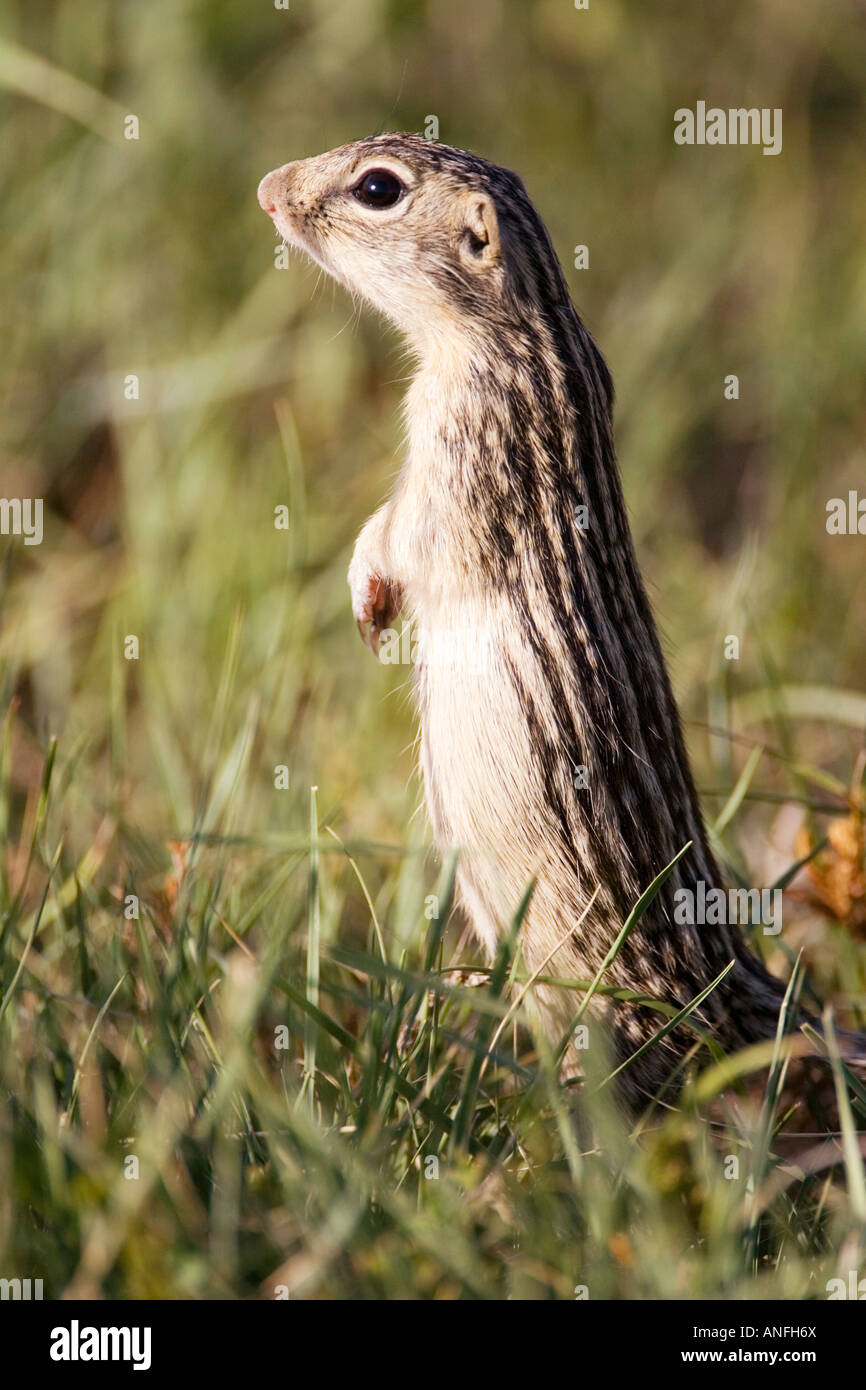 Striped Gopher High Resolution Stock Photography and Images - Alamy