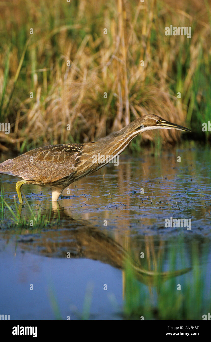 American bittern bird photos hi-res stock photography and images - Alamy
