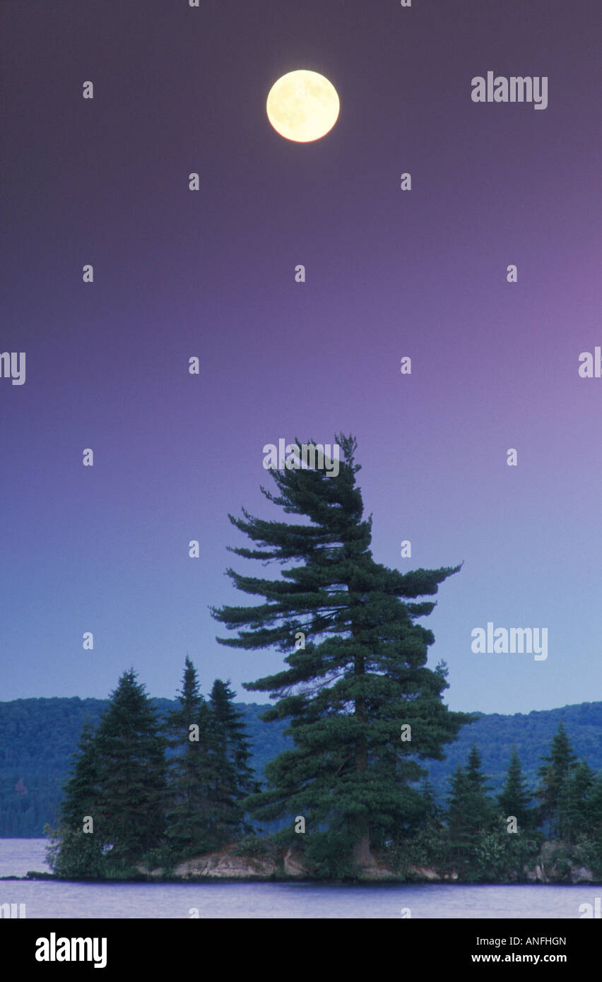 Night moon pine trees nobody vertical hi-res stock photography and ...