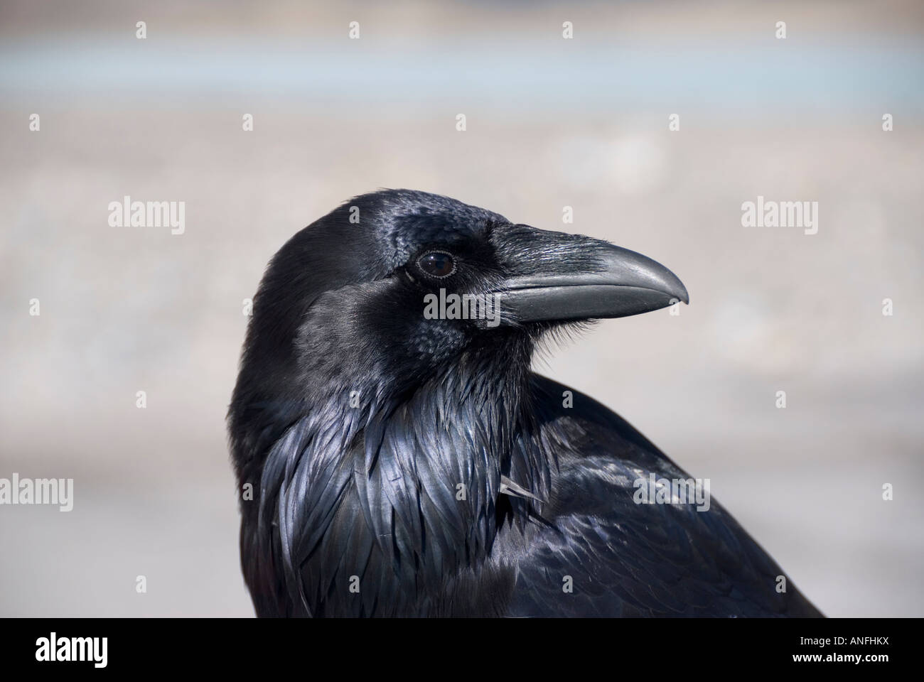 Known by aborigin hi-res stock photography and images - Alamy