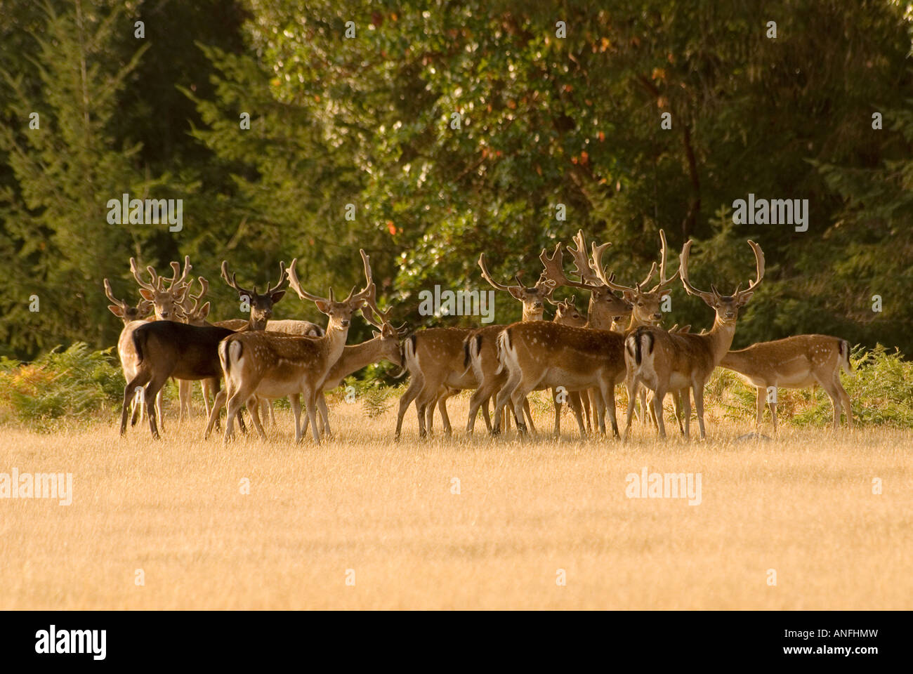 Fallow deer (cervus dama), an exotic wildlife species on sidney island ...