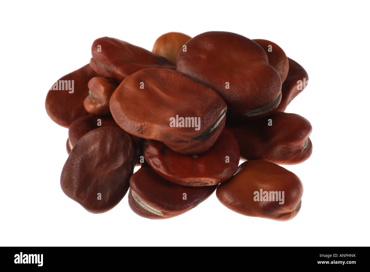 Brown dry bean isolated on white background Stock Photo - Alamy