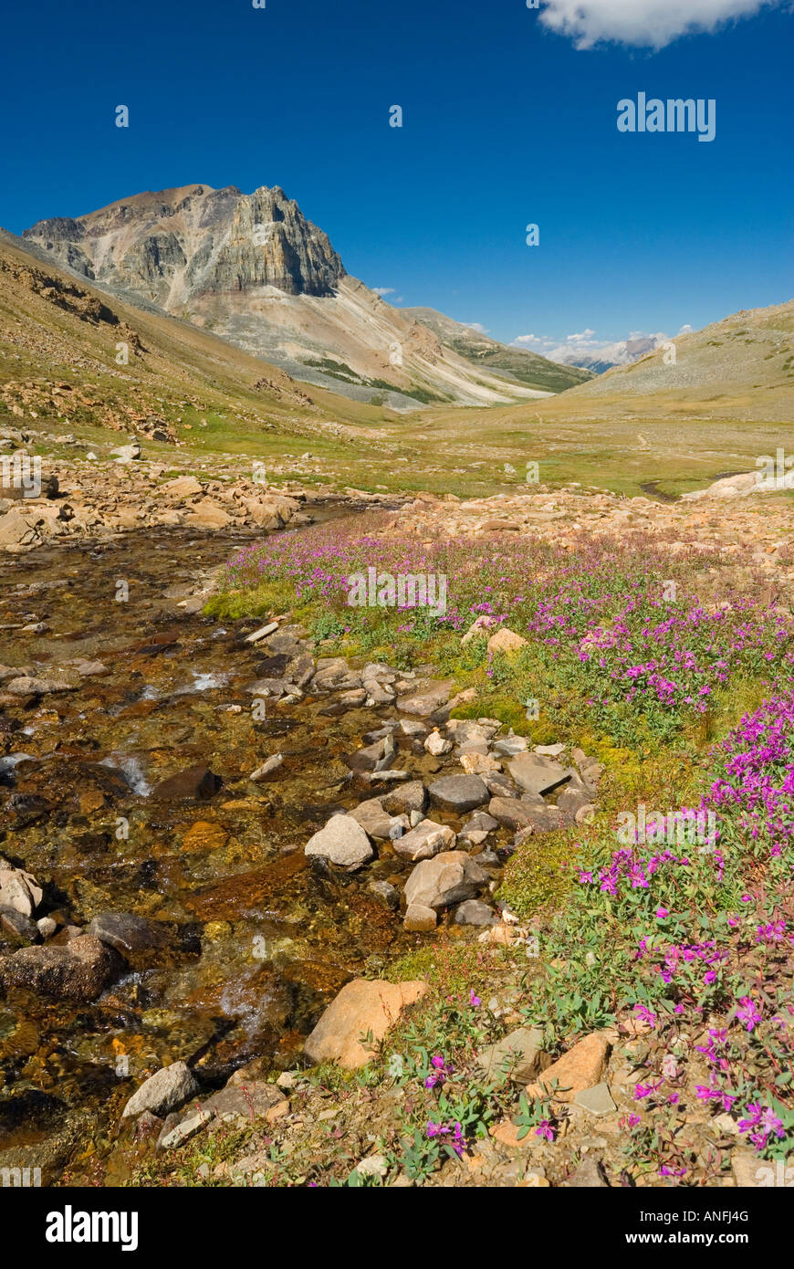 An alpine creek flows towards Mount Tekarra on the Skyline Trail in ...