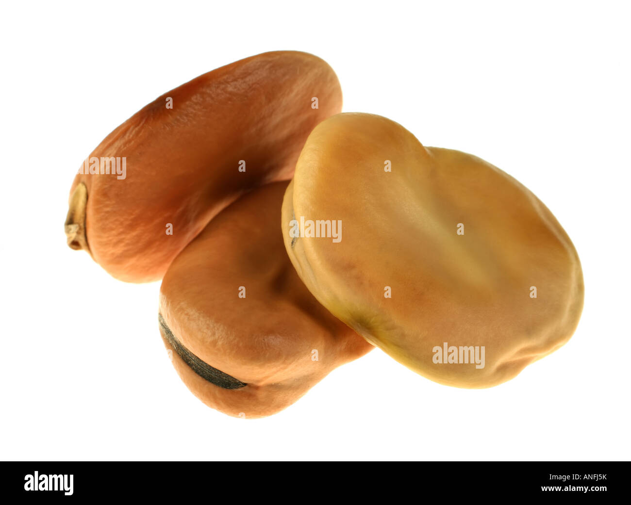 Brown dry bean isolated on white background Stock Photo - Alamy