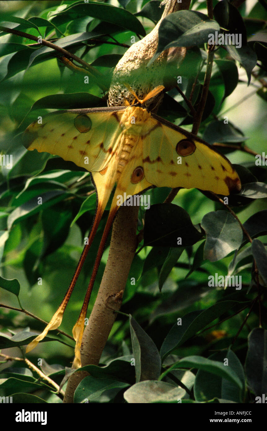 Indian Moon Moth Actias Selene with chrysalis Drying and inflating ...