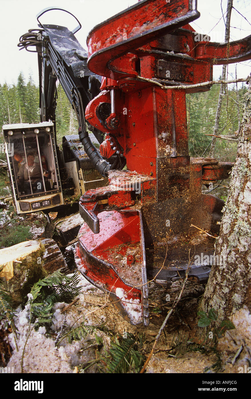 Feller Buncher operator about to harvest timber in a cutblock just ...