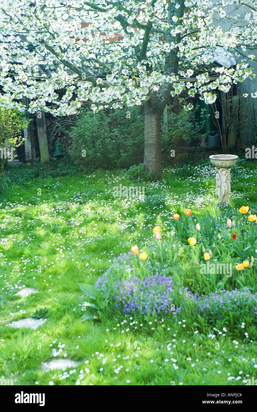 Spring yard with tree and flowers in blossom Stock Photo - Alamy