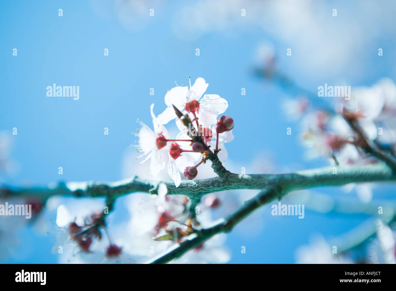 Cherry tree branch in blossom Stock Photo - Alamy