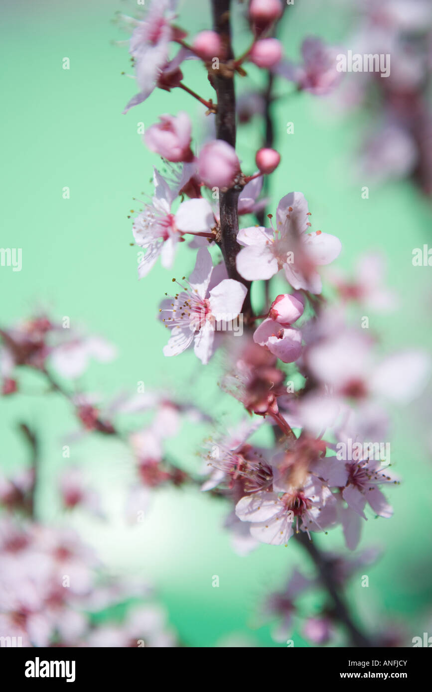 Cherry tree branch in blossom Stock Photo - Alamy