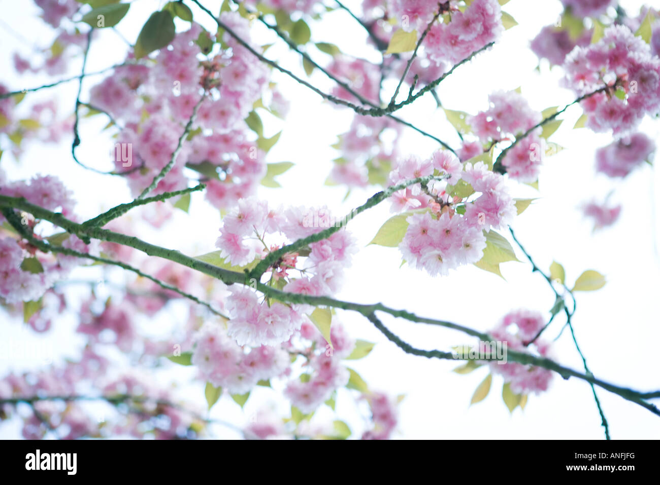 Cherry tree branch in blossom, cropped Stock Photo - Alamy