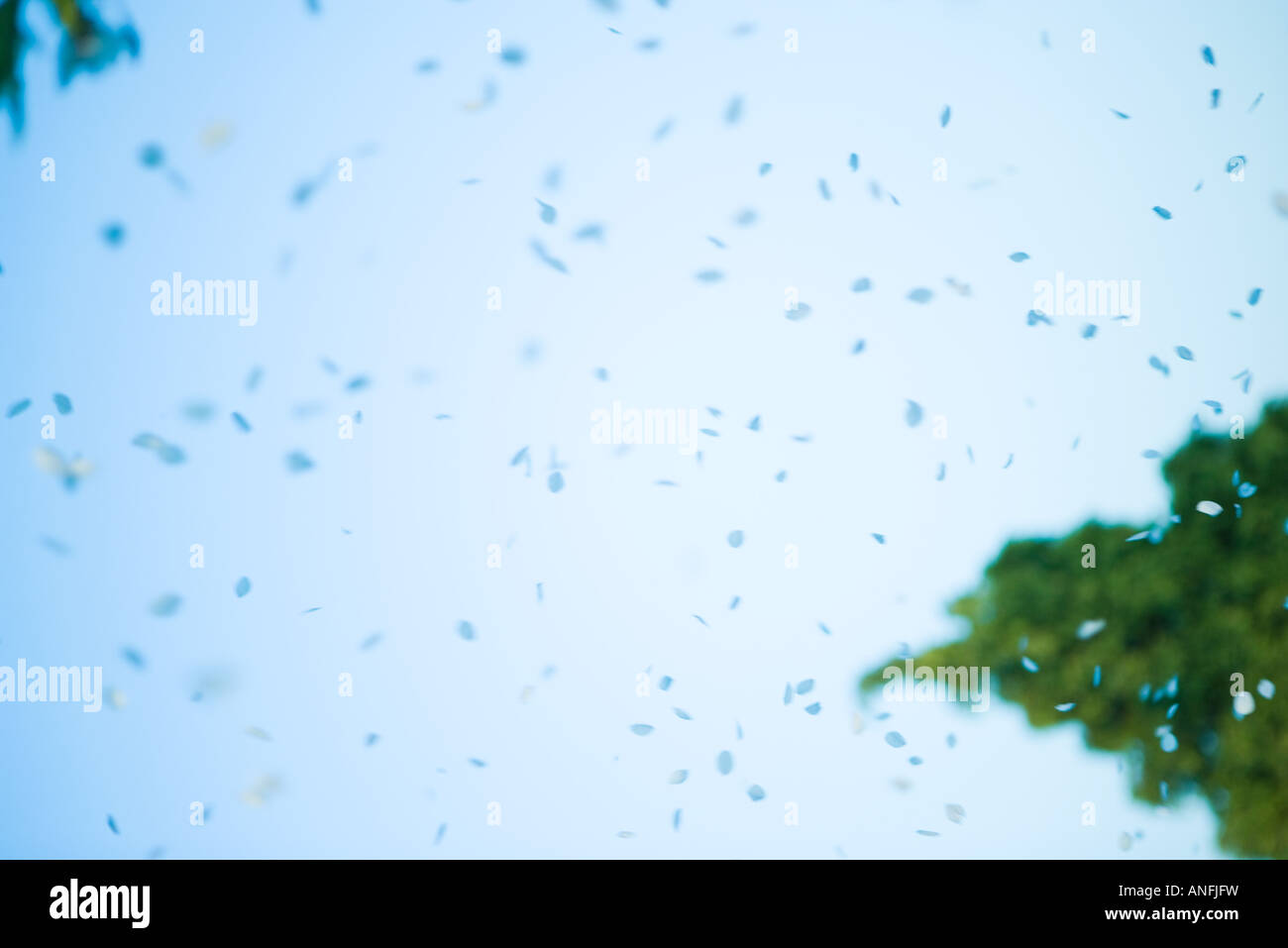 Flower petals floating in sky Stock Photo - Alamy