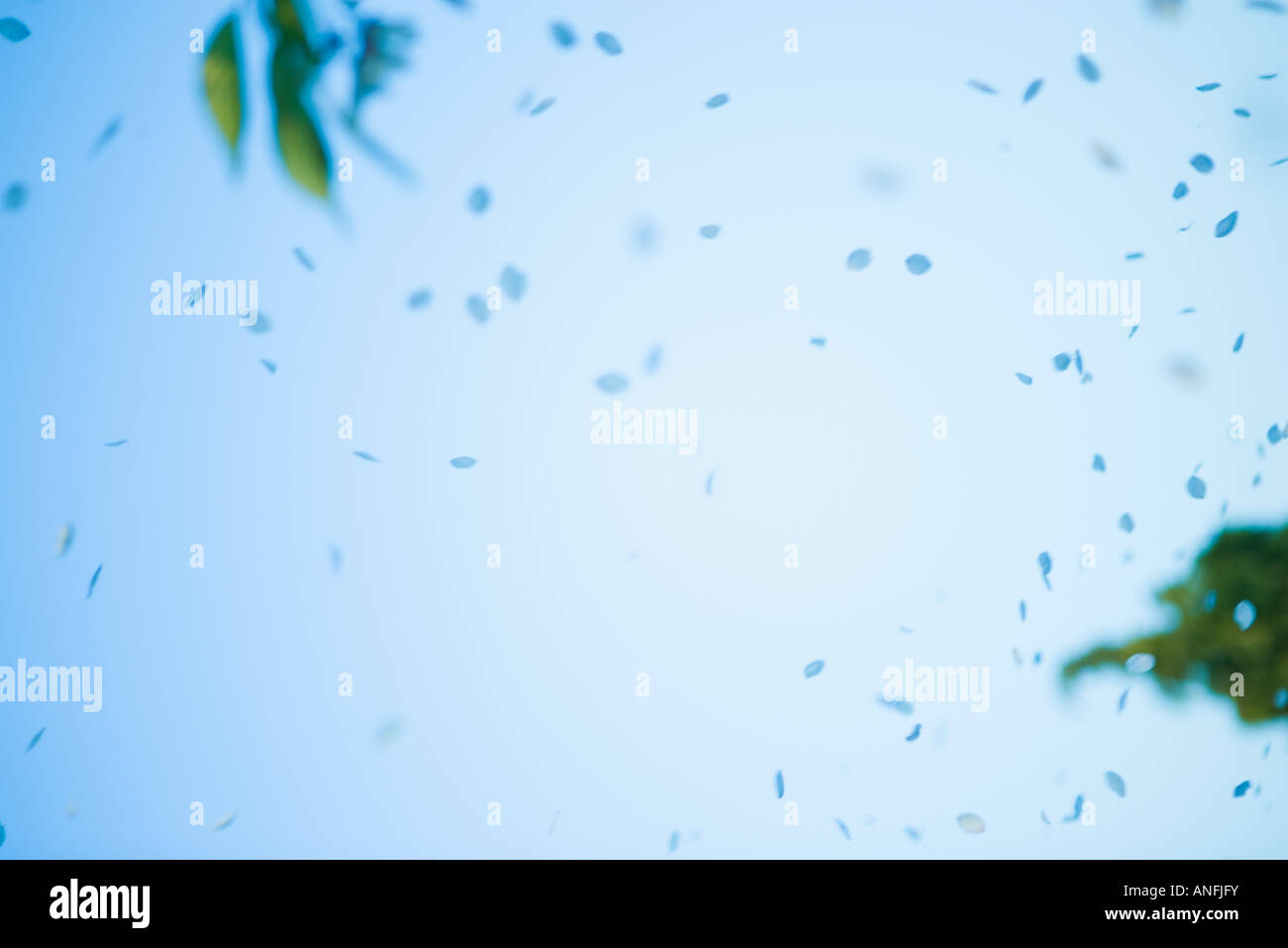 Flower petals floating in sky Stock Photo - Alamy
