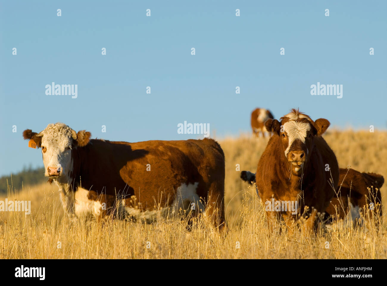 Grazing cattle appear curious in hi-res stock photography and images ...