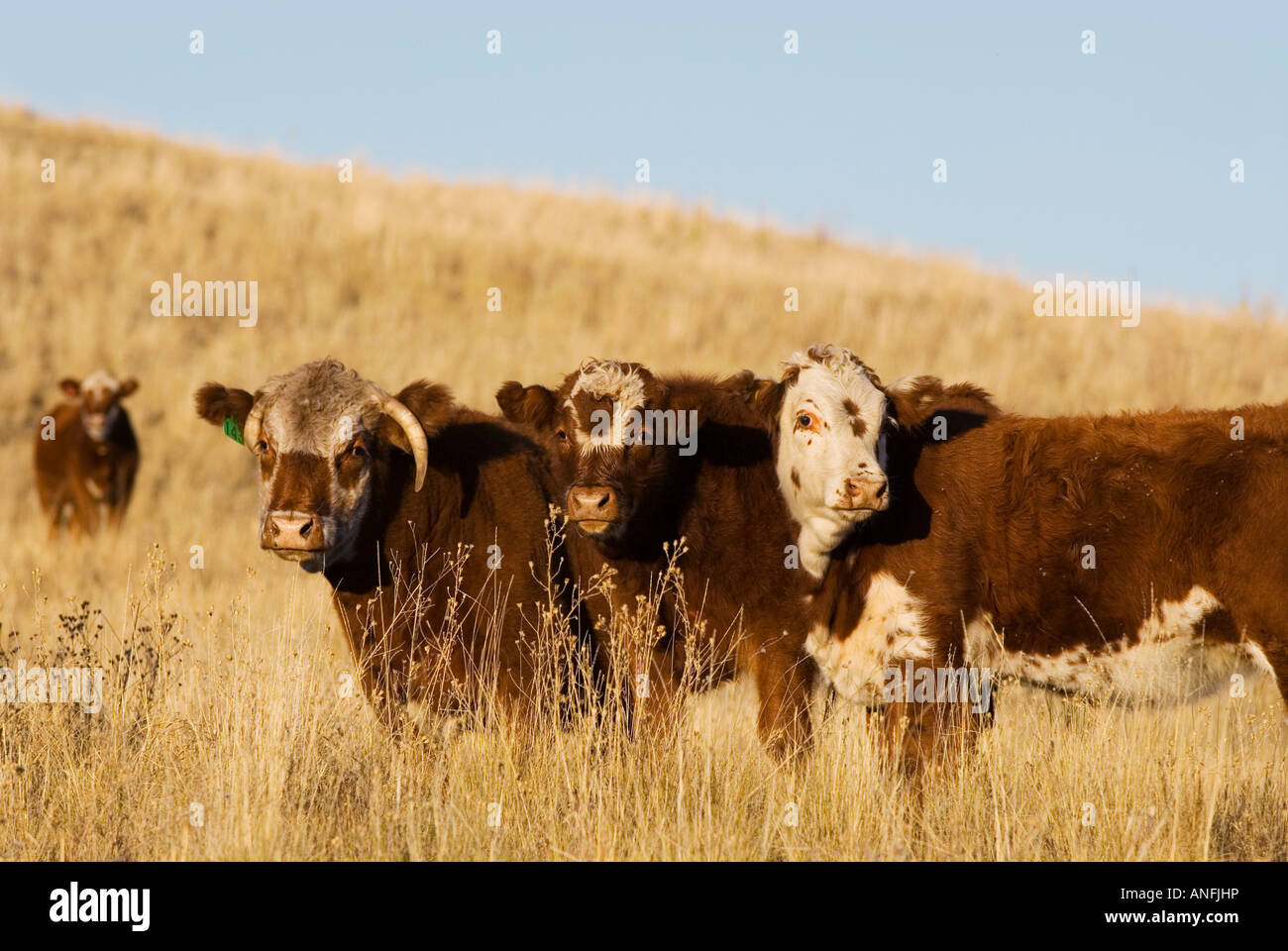 Grazing cattle appear curious in hi-res stock photography and images ...