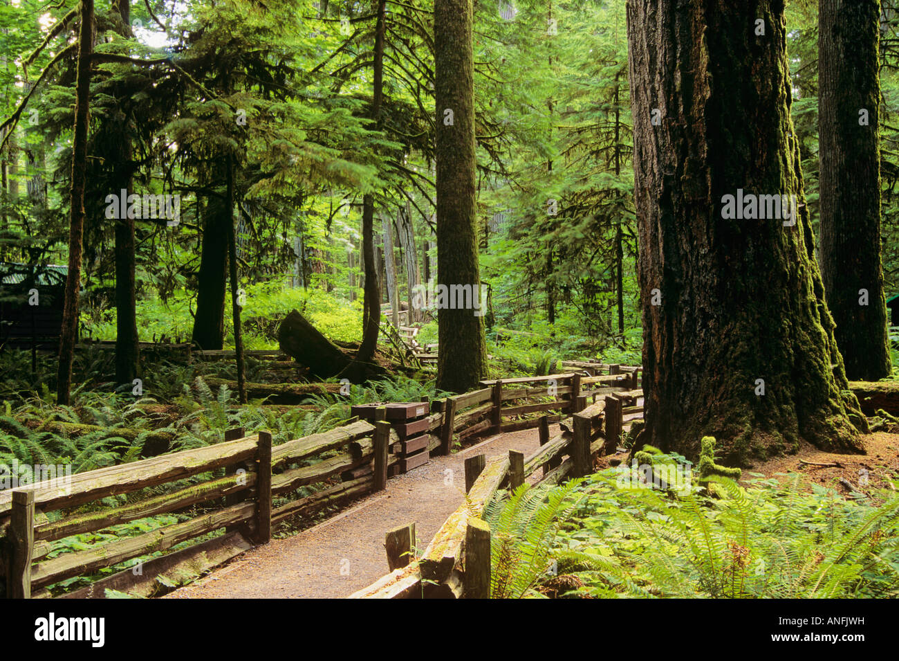 Foot path in Cathederal Grove in MacMillian Provincial Park, Vancouver ...