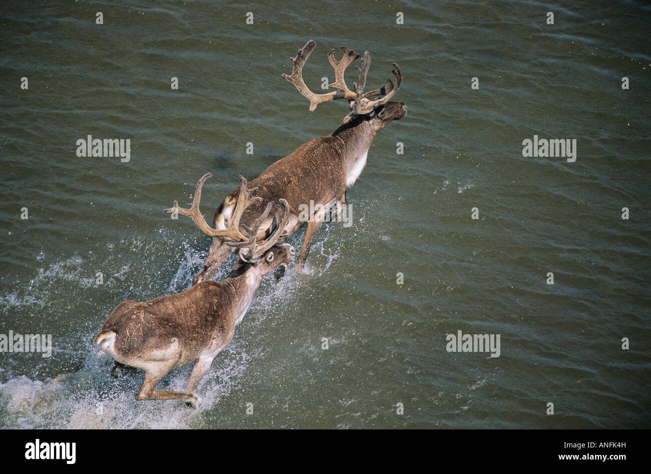 Caribou in newfoundland, Canada Stock Photo - Alamy