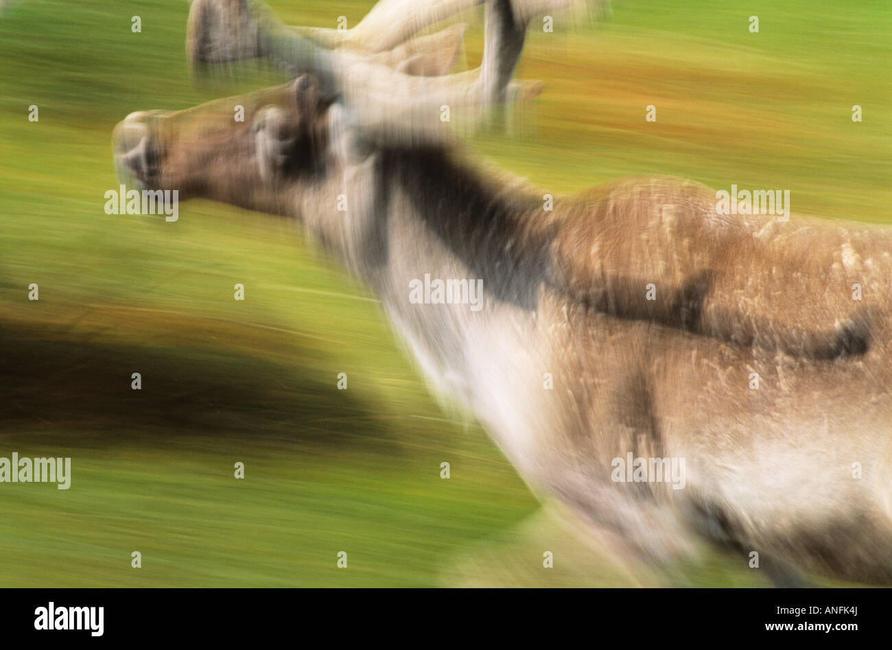 Caribou in newfoundland, Canada Stock Photo - Alamy