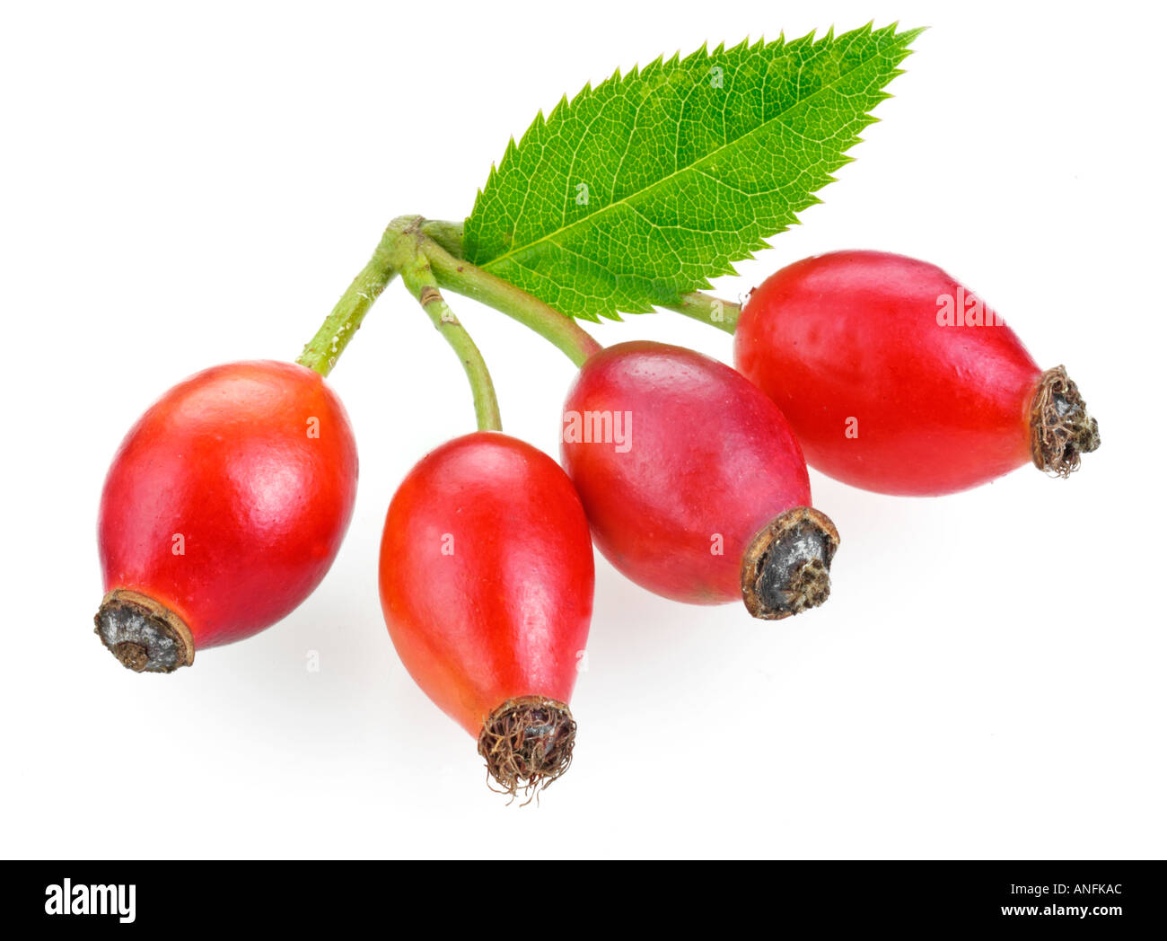 Rosehips hi-res stock photography and images - Alamy