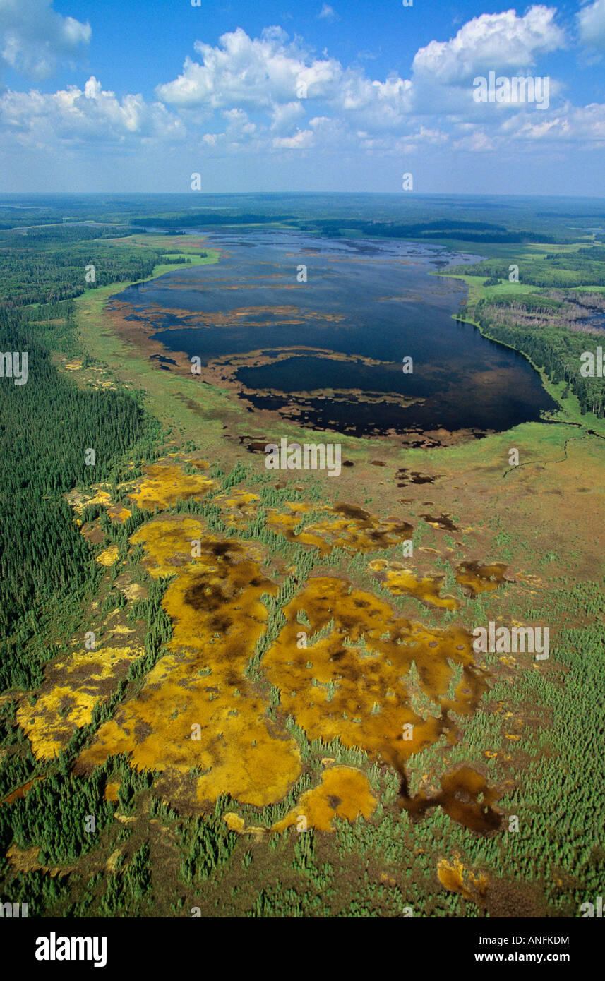 Canada muskeg swamp hi-res stock photography and images - Alamy