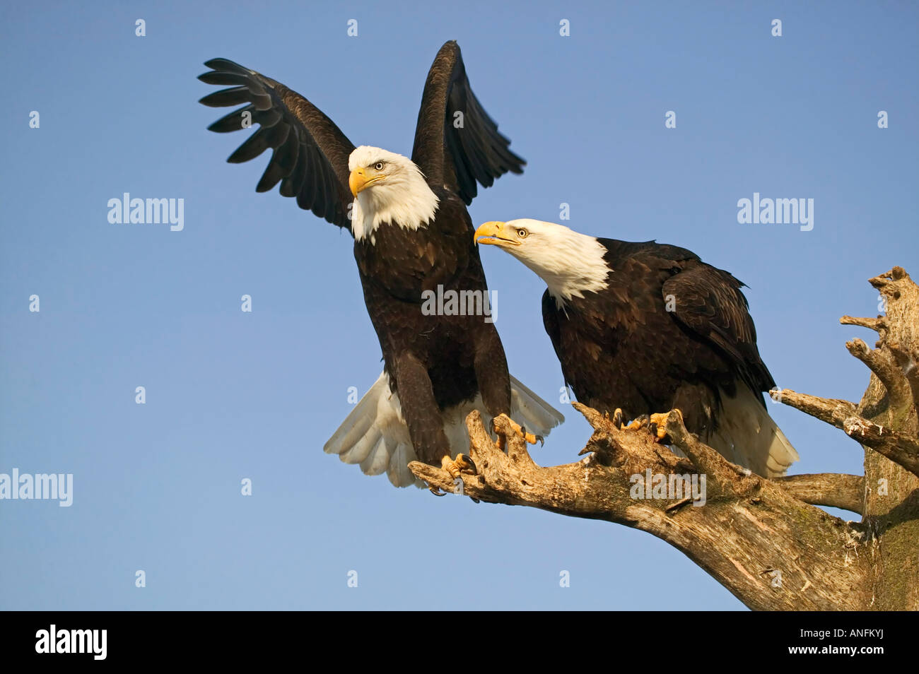 Bald Eagles, Canada Stock Photo - Alamy