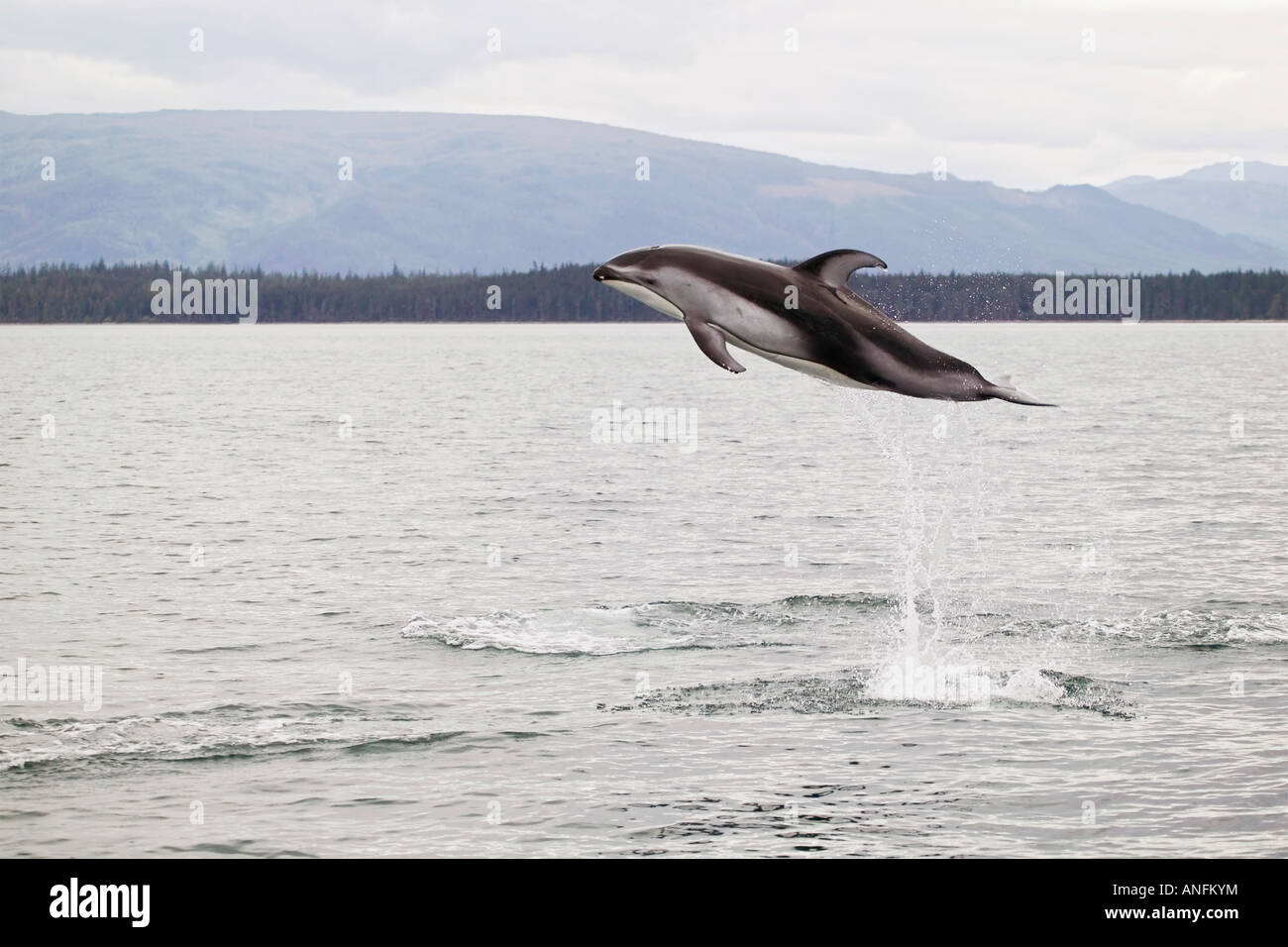 British wild life photos hi-res stock photography and images - Alamy