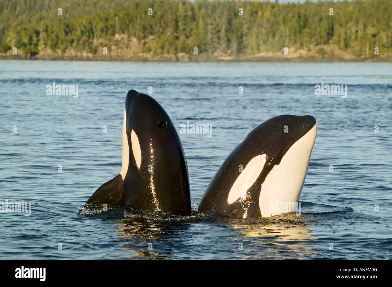 Spyhopping Orca High Resolution Stock Photography and Images - Alamy